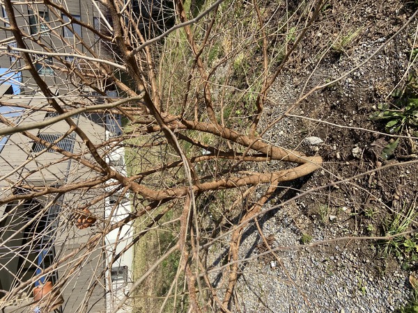 Kostenloser Versand - Maulbeerbaum 'Mulle': Lubera.de