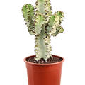 Euphorbia ingens marmorata