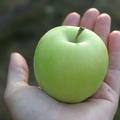 Apfel Bionda® Bella - Malus frisch aus der Baumschule kaufen