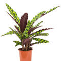 Calathea insignis: Lubera.ch