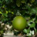 Klassische Grapefruit 'Marsh Seedless'