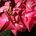 Hydrangea macrophylla 'Everbloom Red Wonder'®