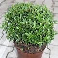 Japanischer Ilex 'Impala'®
