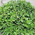 Japanischer Ilex 'Impala'®