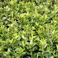 Japanischer Ilex 'Impala'®