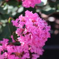 Lagerstroemia 'Petite Pink'