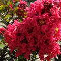 Lagerstroemia 'Enduring Summer Red'