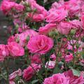 Rose 'Melrose®'