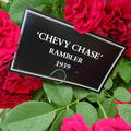 Ramblerrose 'Chevy Chase'