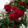 Ramblerrose 'Chevy Chase'