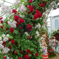 Ramblerrose 'Chevy Chase'