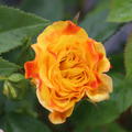 Rose 'Chinatown'®