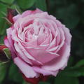 Rose Dieter Müller®