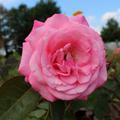 Rose Eliza®: Lubera.ch