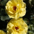 Rose Friesia®
