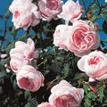 Rose 'Nahéma'®: Lubera.de