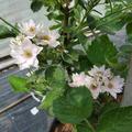 Brombeere 'Loch Maree'®