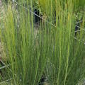 Cytisus x praecox 'Hollandia'