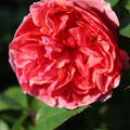 Chippendale® Rose online kaufen | Rosen frisch aus der Baumschule