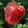 Chippendale® Rose online kaufen | Rosen frisch aus der Baumschule