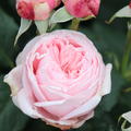 Rose 'Nahéma'®: Lubera.de