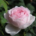 Rose 'Scepter'd Isle'®