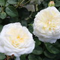 Rose 'Tranquility'®