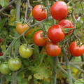 Wildtomate 'Rote Murmel' (Saatgut) BIO