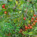 Wildtomate Rote Murmel in bester Qualität günstig kaufen