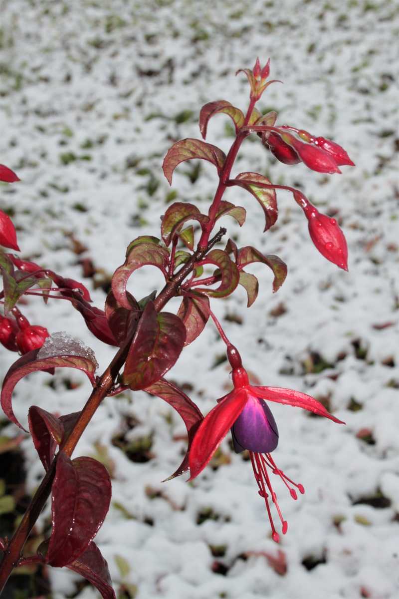 Fuchsia magellanica 'Gracilis': Lubera.ch