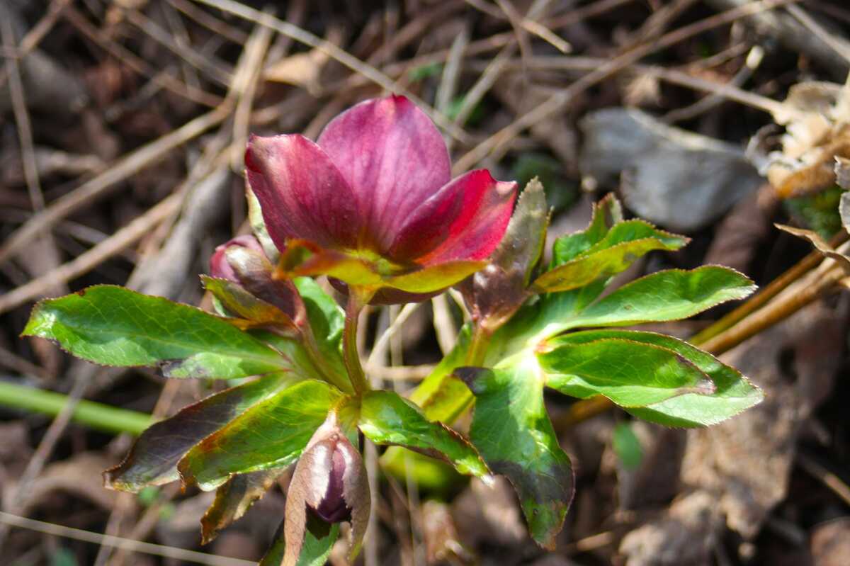 Helleborus orientalis 'Pretty Ellen Red': Lubera.de