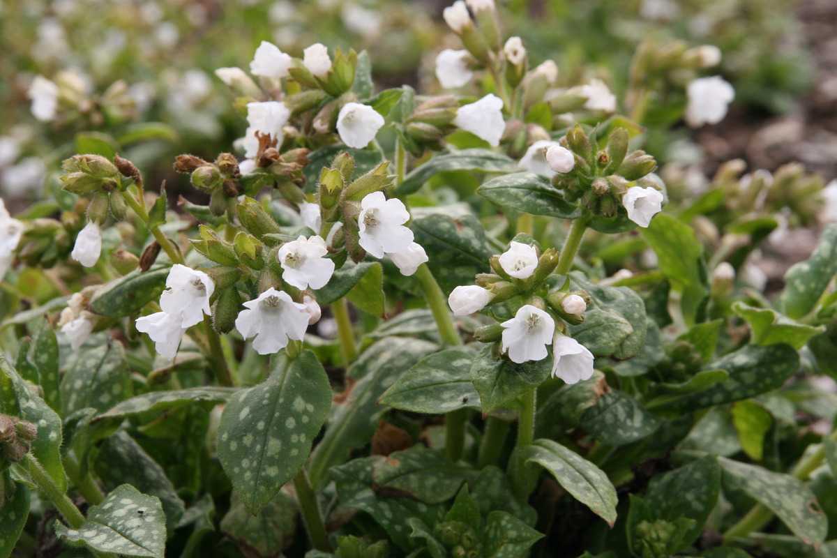 Pulmonaria officinalis 'Sissinghurst White': Lubera.ch