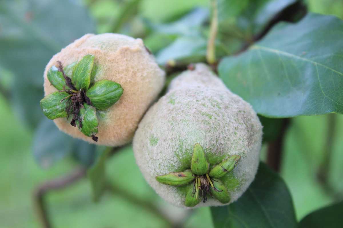 Quitte Robusta | Quitte Halbstamm – ZLHLBD