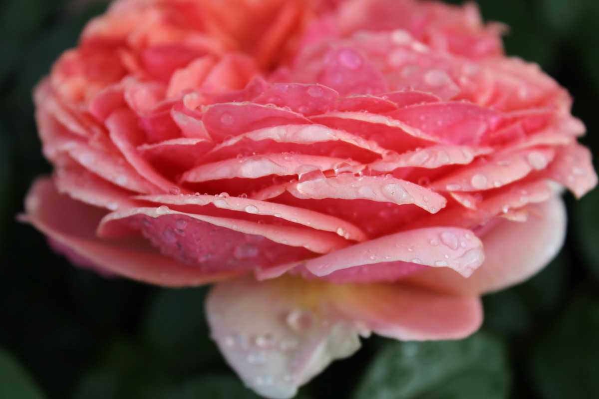 Chippendale® Rose online kaufen | Rosen frisch aus der Baumschule