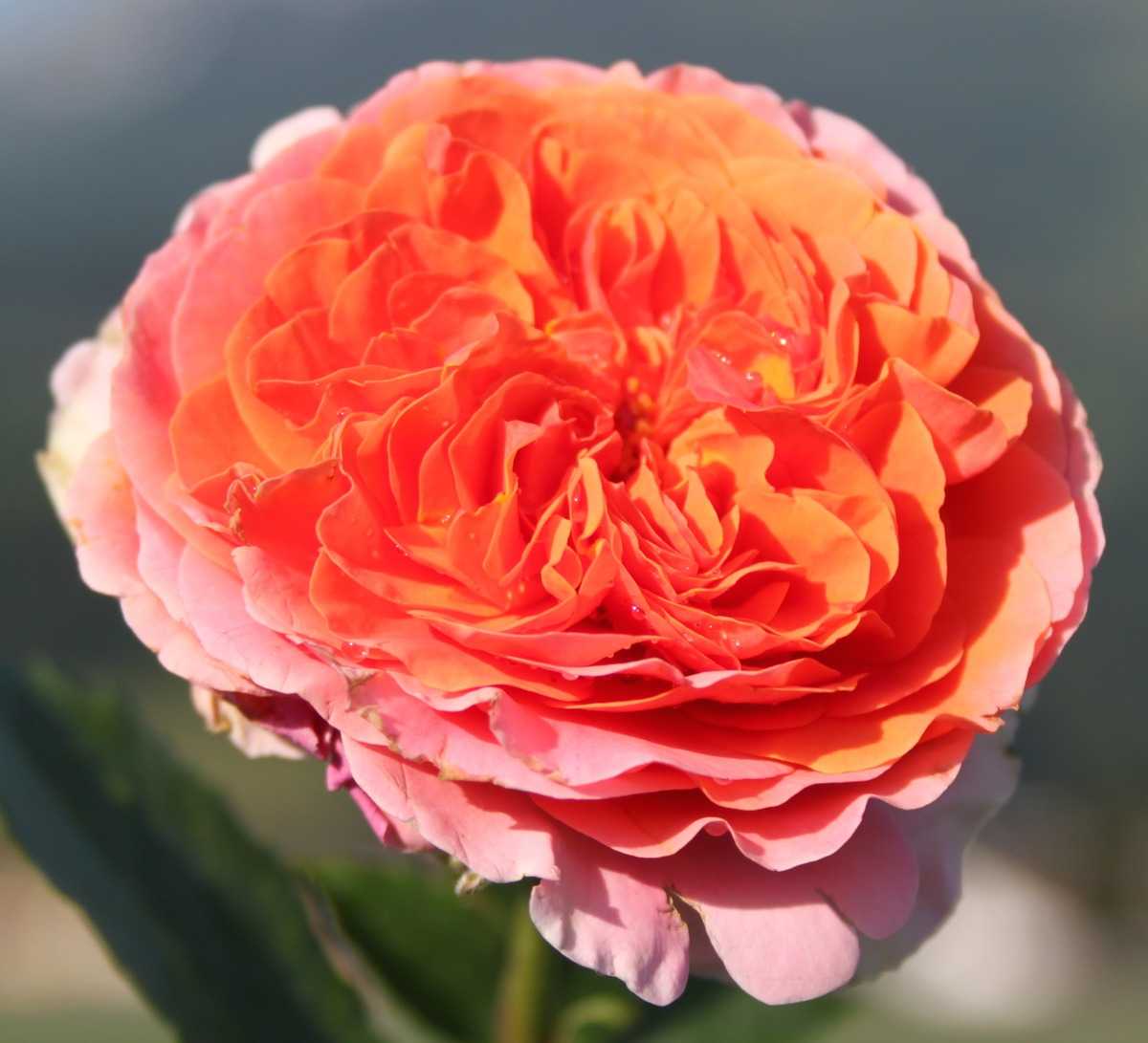 Chippendale® Rose online kaufen | Rosen frisch aus der Baumschule