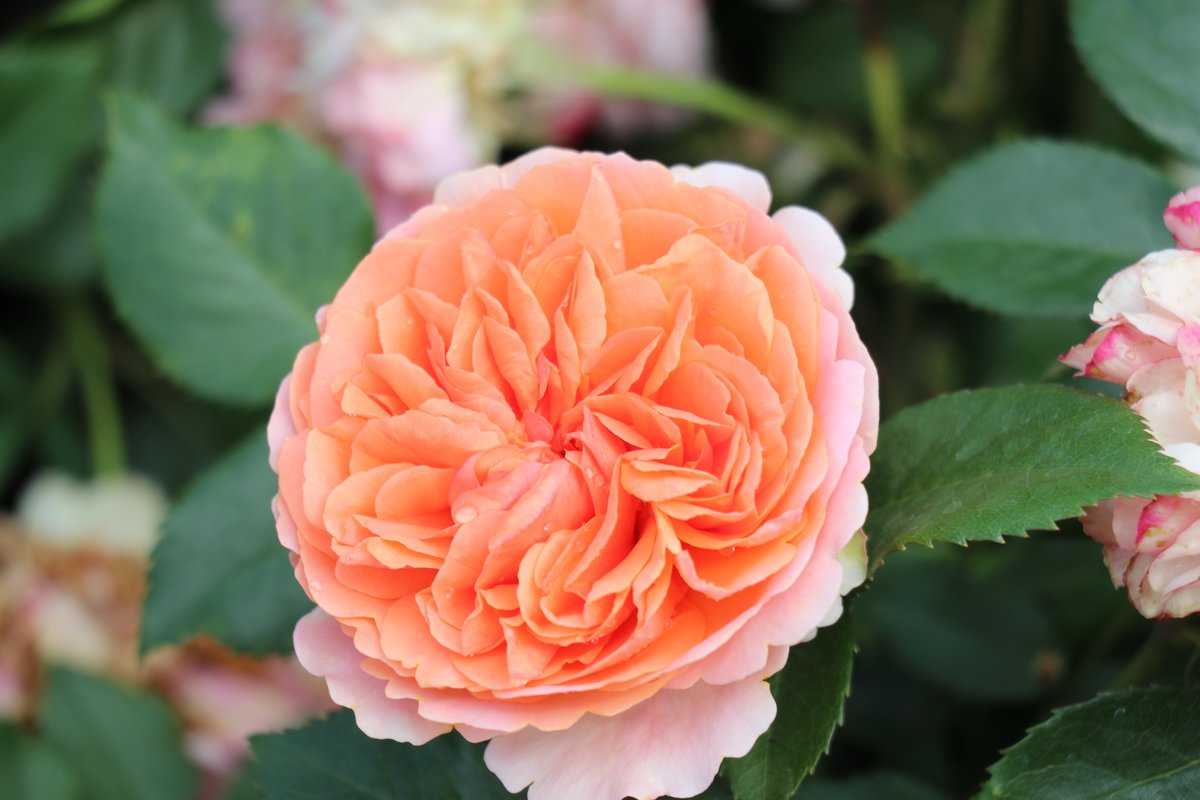 Chippendale® Rose online kaufen | Rosen frisch aus der Baumschule