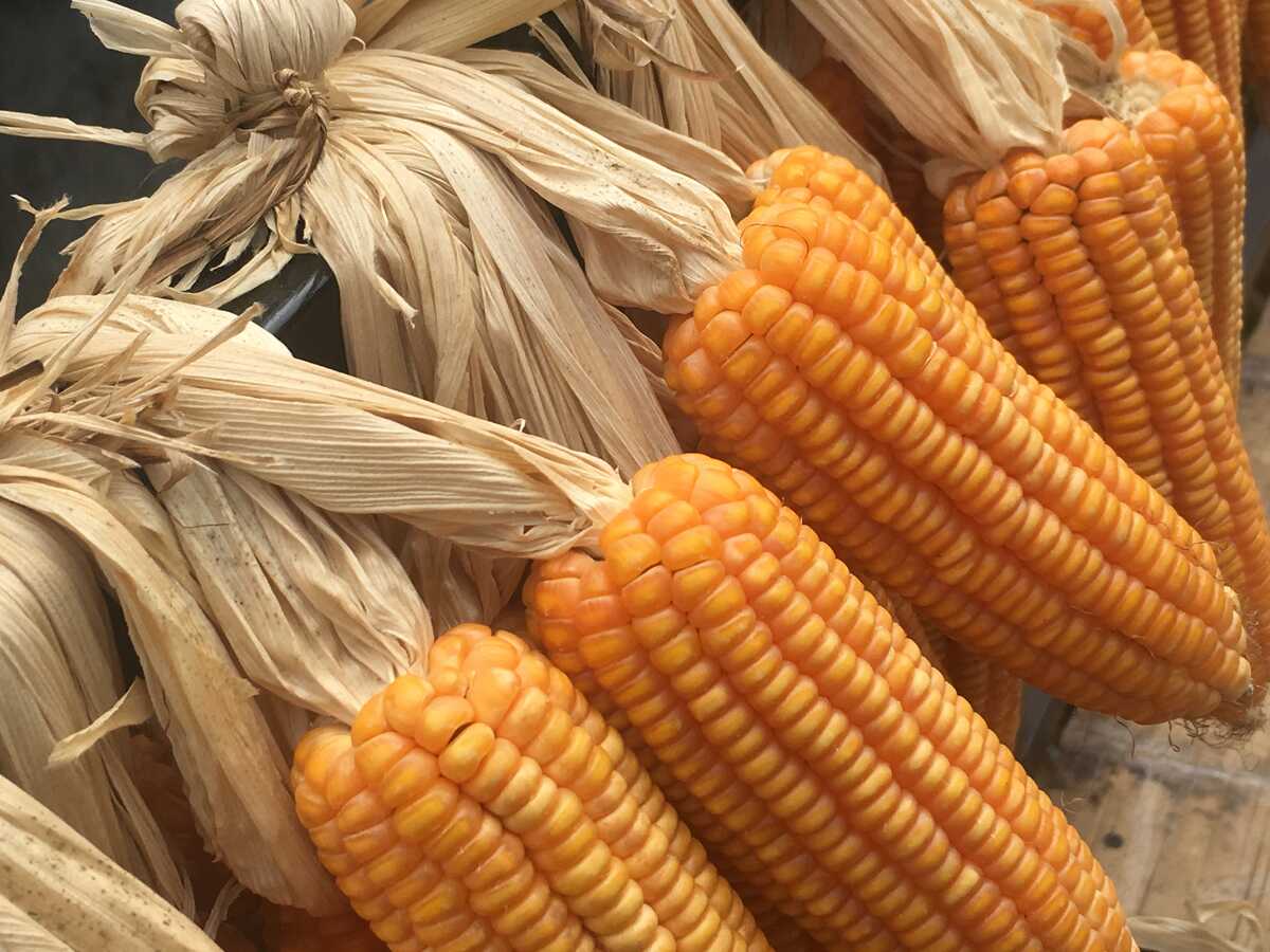 Popcornmais 'Popi Hopi'