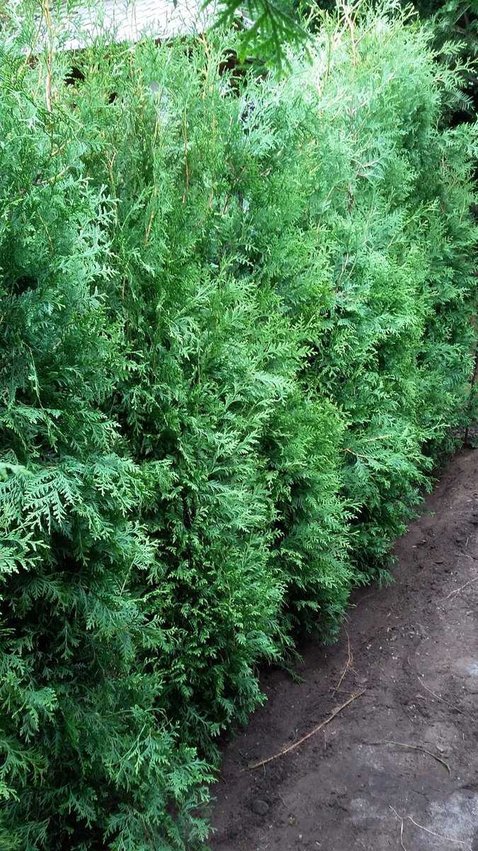Lebensbaum (Thuja brabant) - Pflege, Schneiden & Umpflanzen