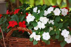 Lubera® Blog | Alles über Fleissiges Lieschen (Impatiens walleriana ...