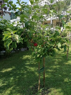 Apfel Paradis® Katka® - Malus frisch aus der Baumschule kaufen