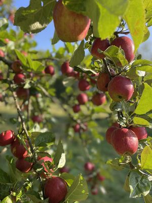 Apfel Paradis® Sparkling® - Malus frisch aus der Baumschule kaufen
