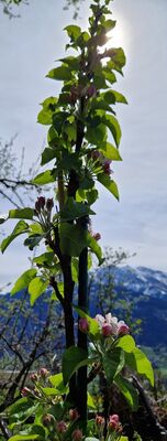 Apfel Paradis® Sparkling® - Malus frisch aus der Baumschule kaufen