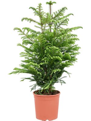 Araucaria heterophylla: Lubera.ch