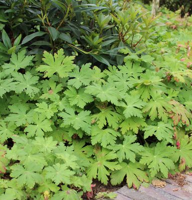 Geranium macrorrhizum 'Spessart': Lubera.de