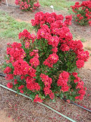 Lagerstroemia 'Enduring Summer Red': Lubera.de - Kostenloser Versand