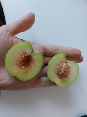 Aromapfirsich Veroma® Bello: Lubera.de