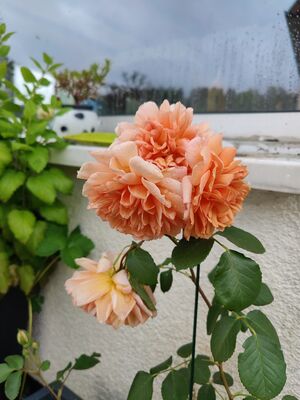 Rose 'Dame Judi Dench'® : Lubera.ch
