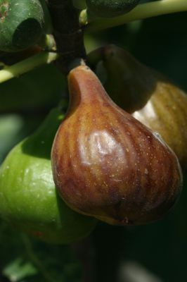 Feigenbaum Gustis® Battistini: Lubera.at - Kostenloser Versand