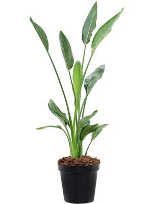 Strelitzia reginae: Lubera.de - Kostenloser Versand