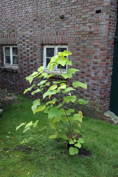 Gold-Trompetenbaum 'Aurea' - Hochstamm